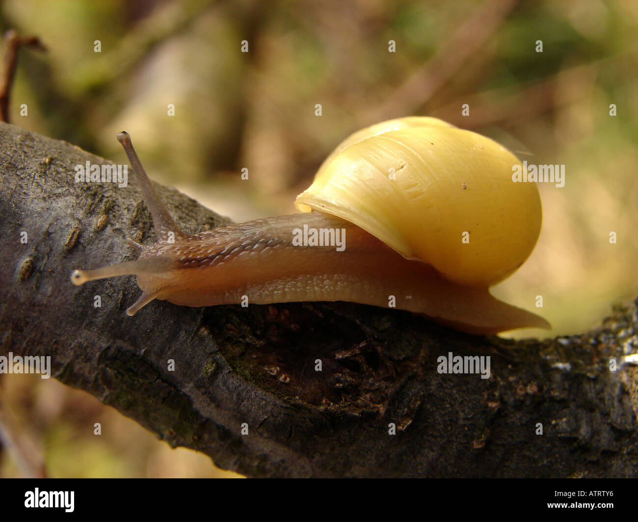 Trailing branch hi-res stock photography and images - Alamy