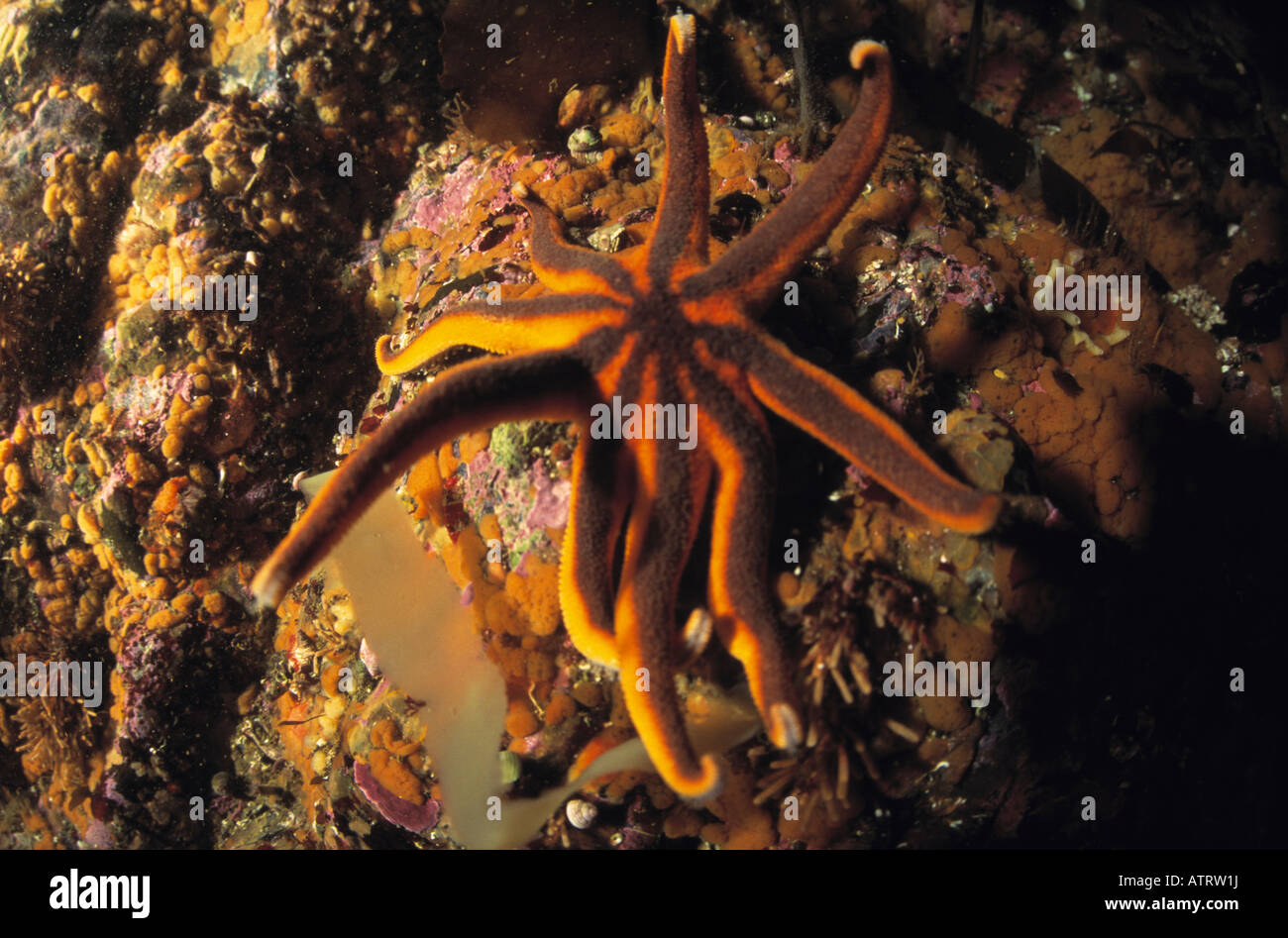 Sun Sea Star Solaster stimpsoni Stock Photo - Alamy