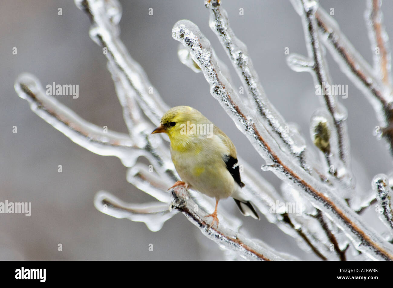 American Goldfinch Male Perched on Ice Covered Branch in Star Magnolia ...