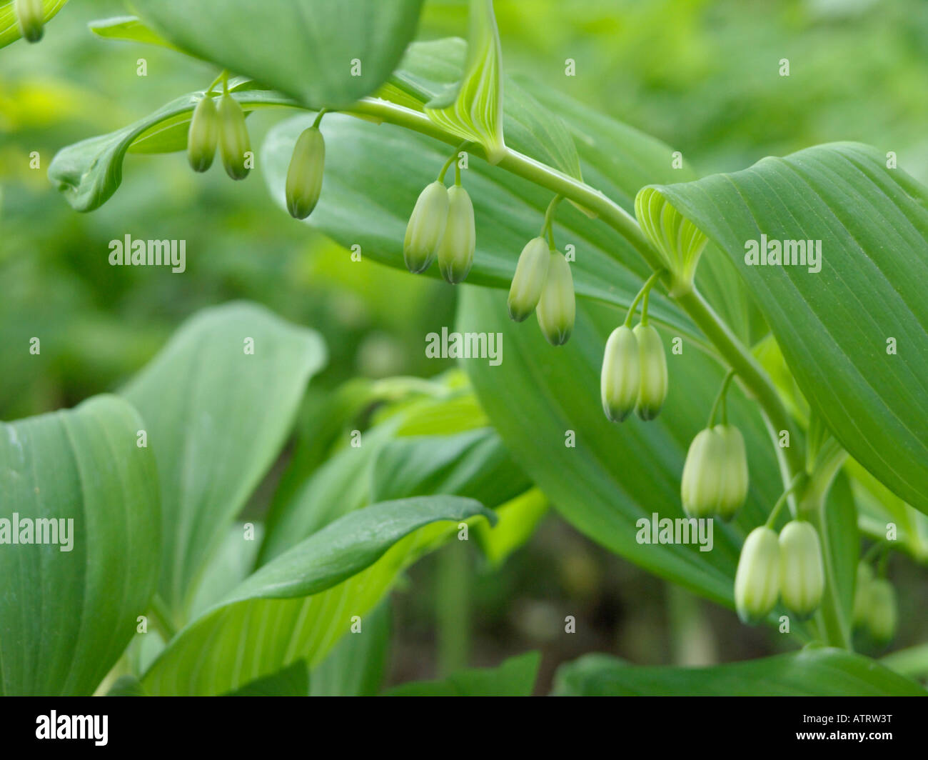 Smooth Solomon's seal (Polygonatum biflorum syn. Polygonatum giganteum ...