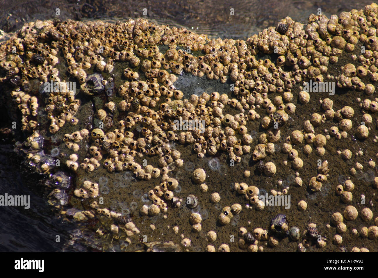 GROUP OF SOLDIER CRABS SCURRYING ACROSS THE SAND Stock Photo - Alamy