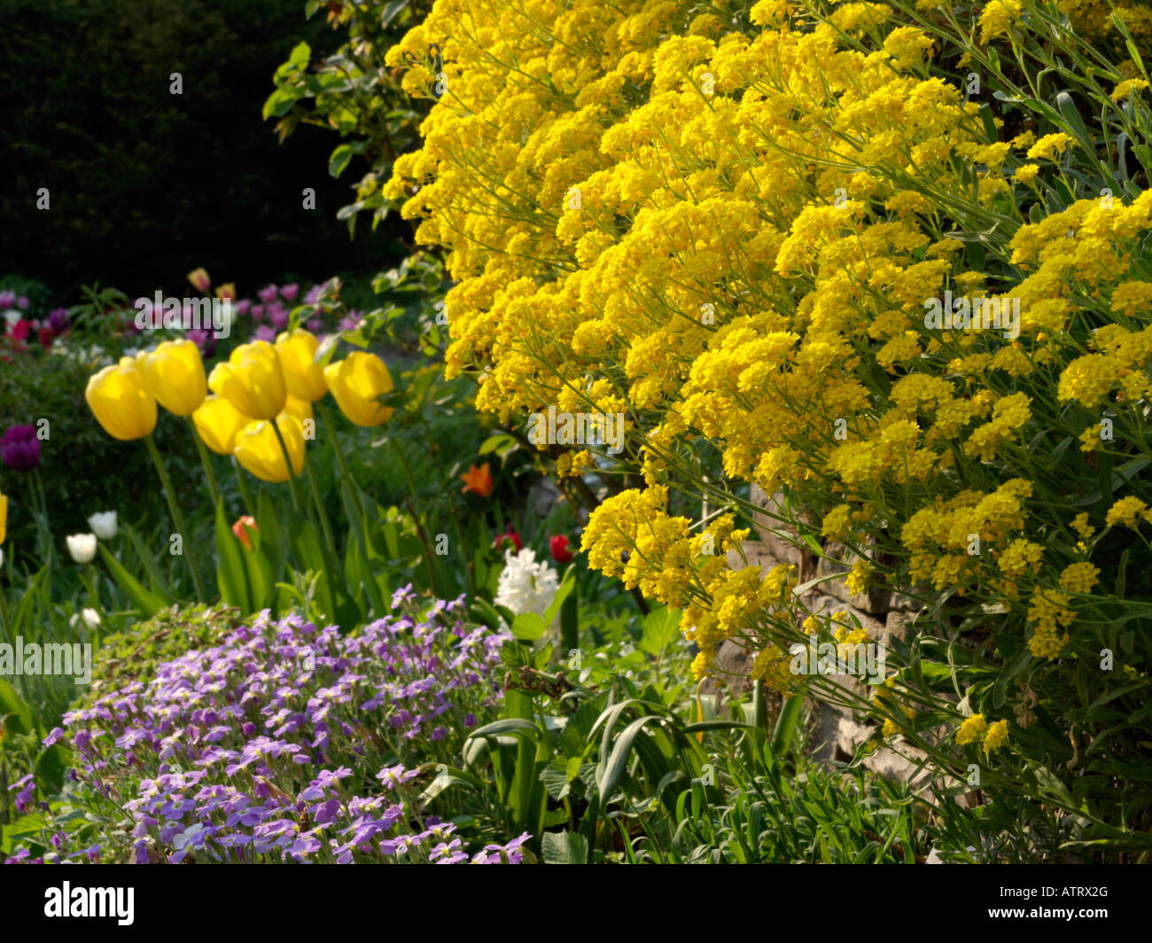 Golden alyssum (Aurinia saxatilis syn. Alyssum saxatile) and tulip ...