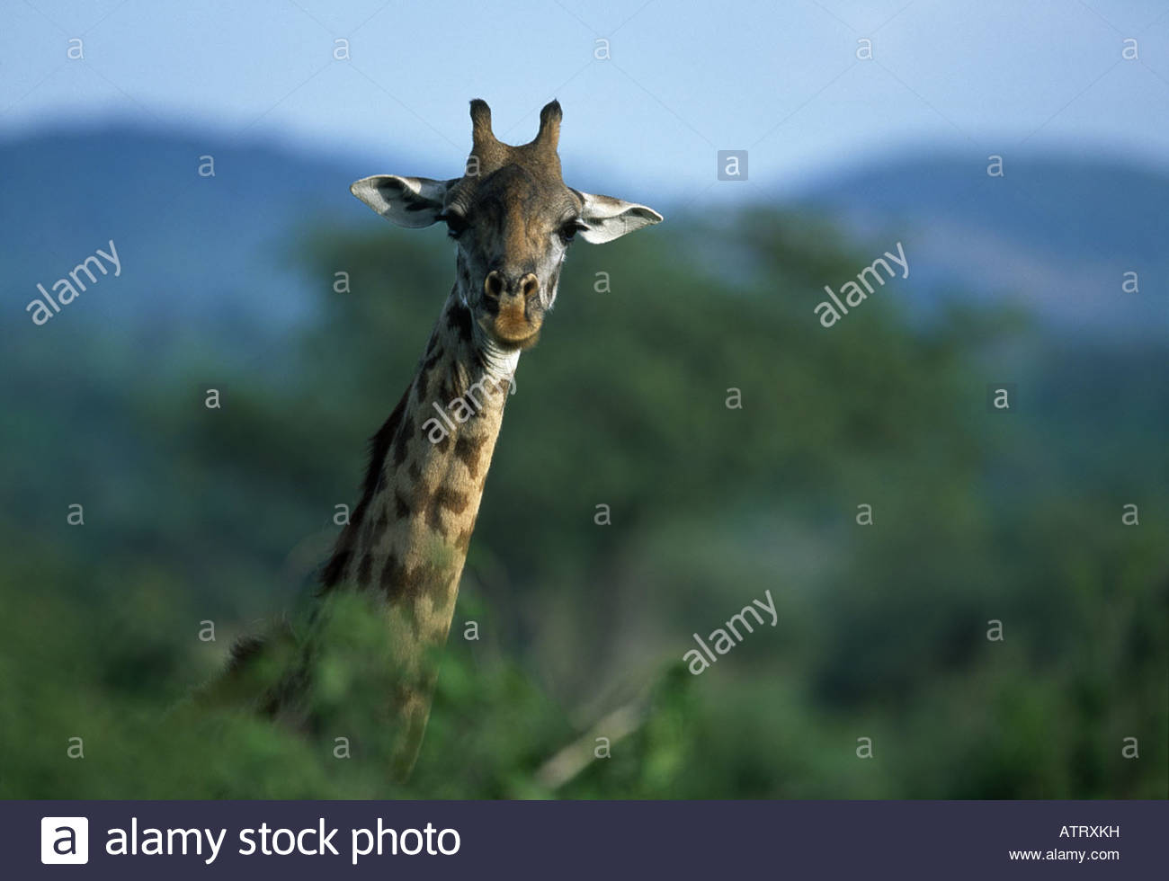 Giraffe Behind Tree Stock Photos & Giraffe Behind Tree Stock Images - Alamy