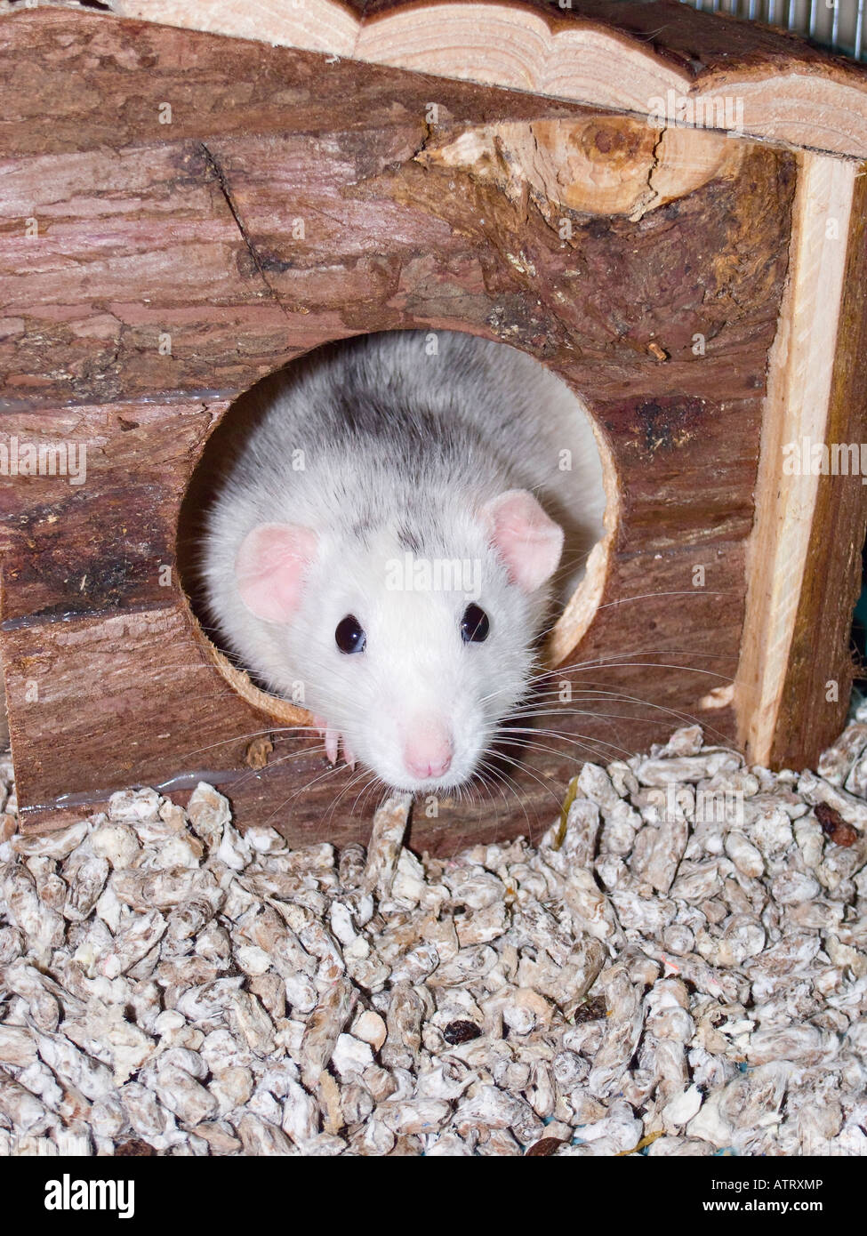 House rat hi-res stock photography and images - Alamy