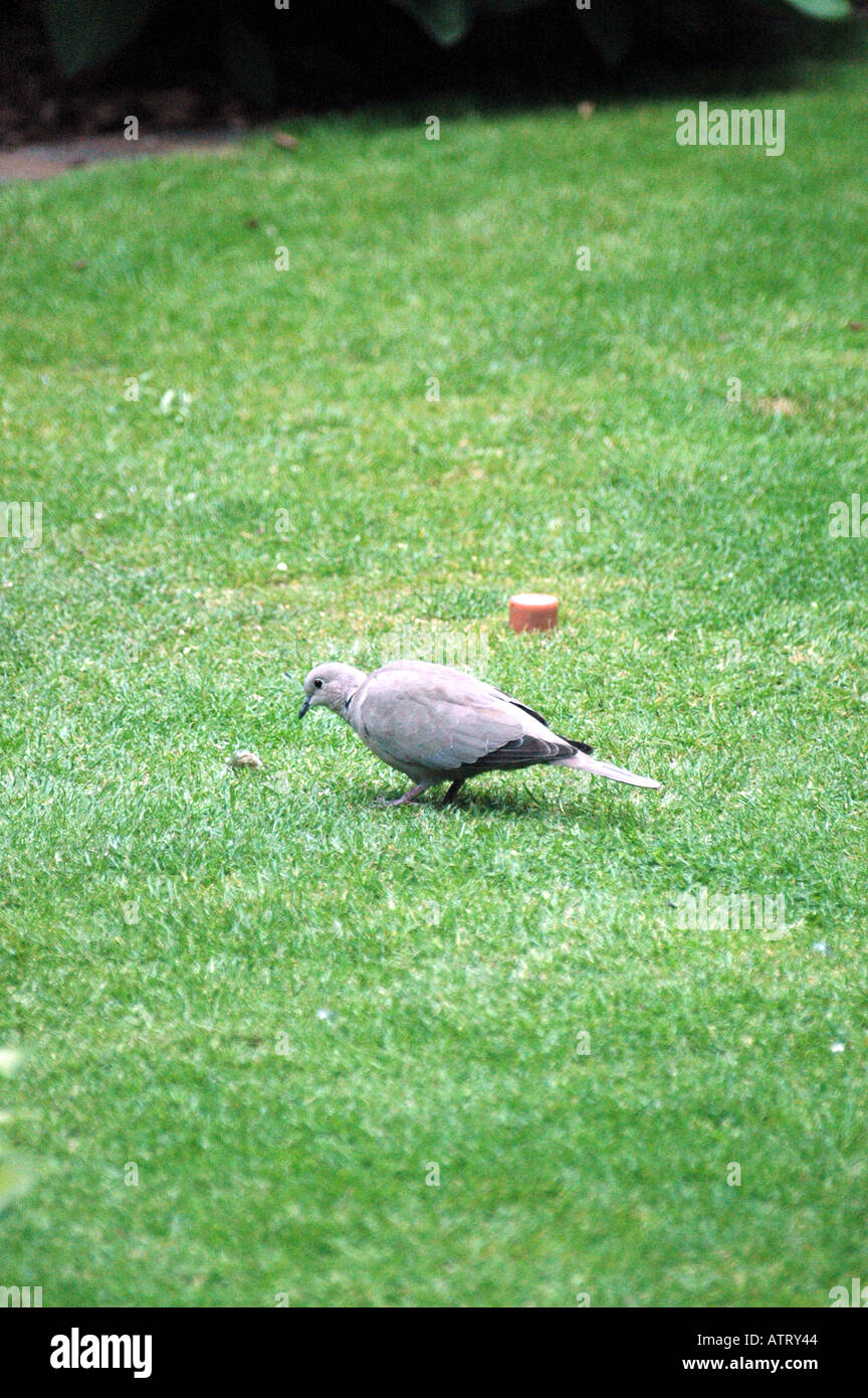 a collared dove feeding in a garden a frequent visitor to gardens and ...