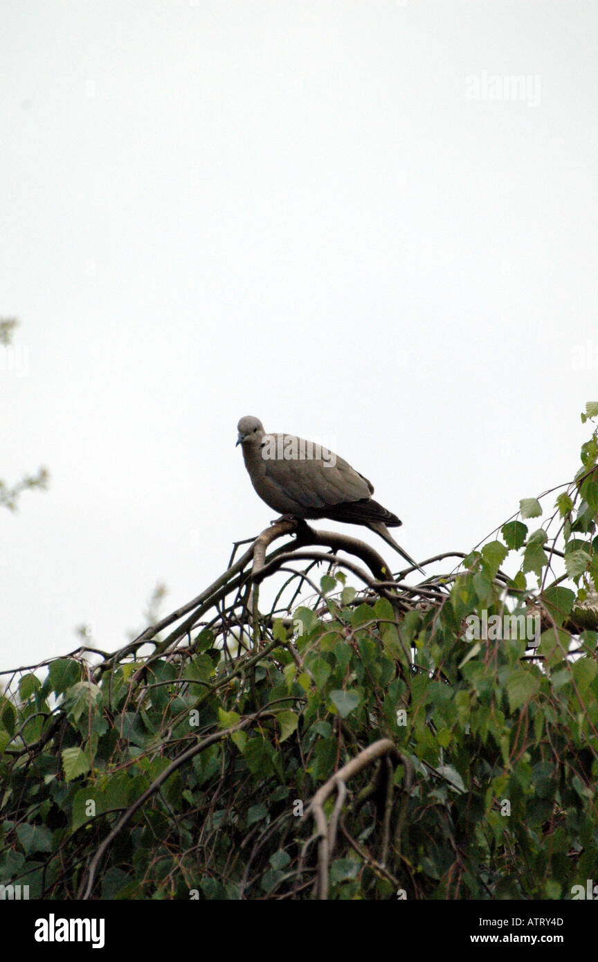 a collared dove in a garden perched on a tree a frequent garden bird ...