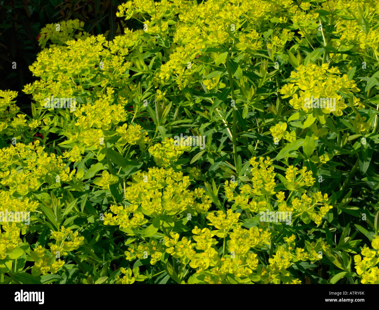 Spurge euphorbia palustris hi-res stock photography and images - Alamy