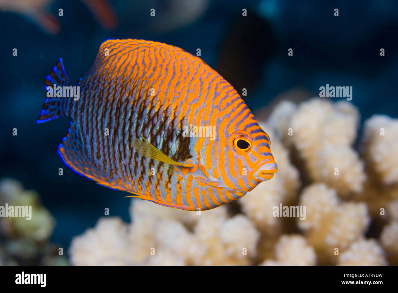 Common reef fish hi-res stock photography and images - Alamy