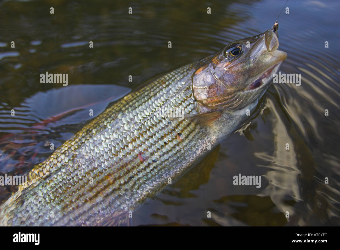 The grayling hi-res stock photography and images - Alamy