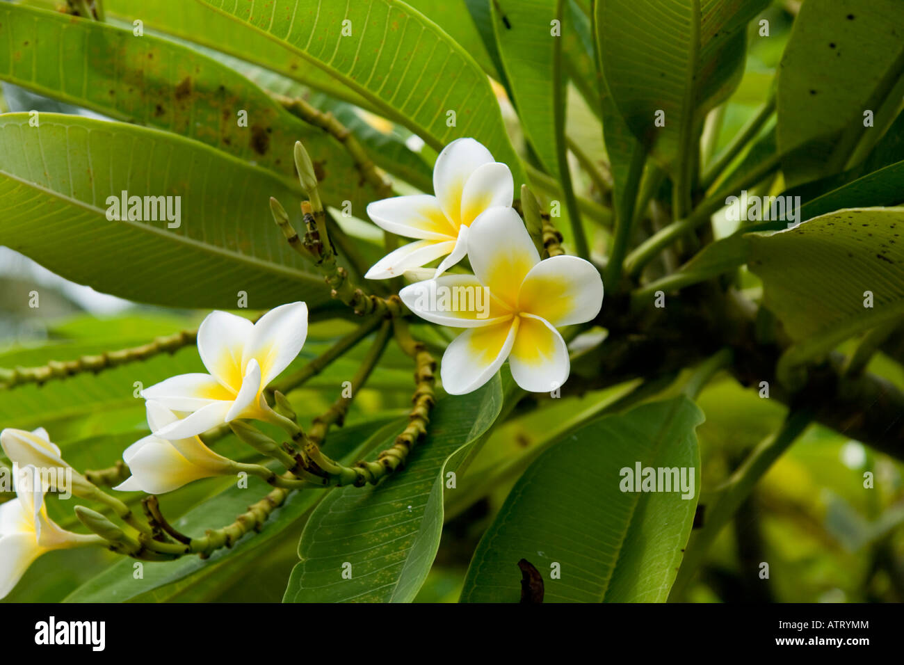 Flowering frangipani tree bali hi-res stock photography and images - Alamy