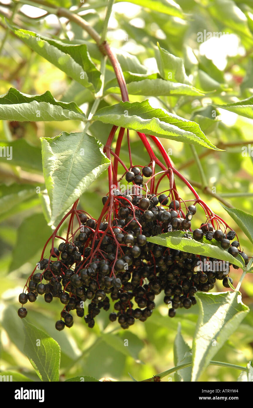 Devilwood plant hi-res stock photography and images - Alamy