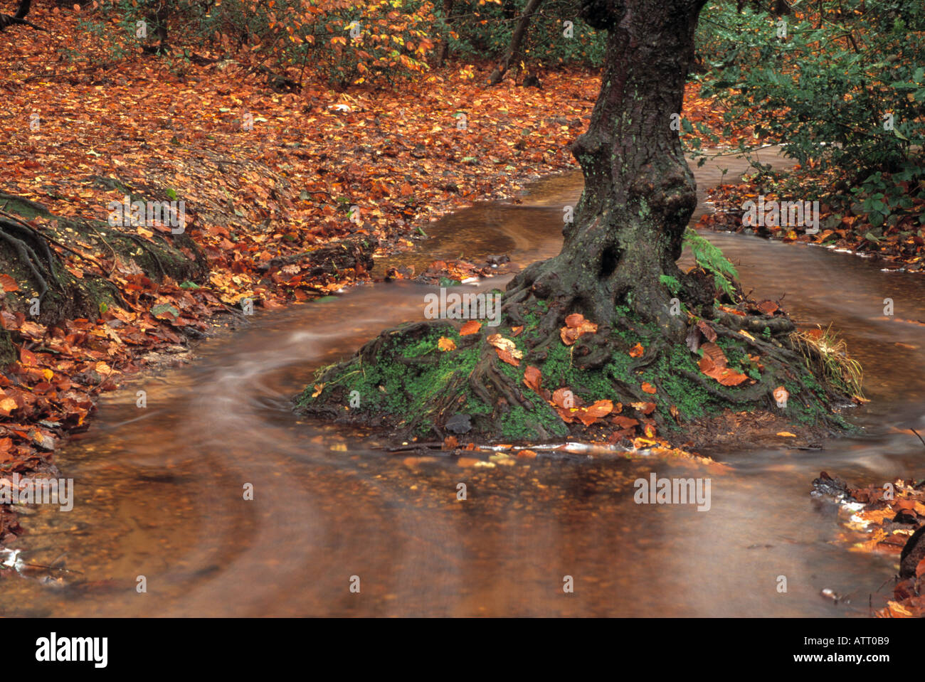 Autumn leaves surround a tree which is passed by a stream in Burnham ...