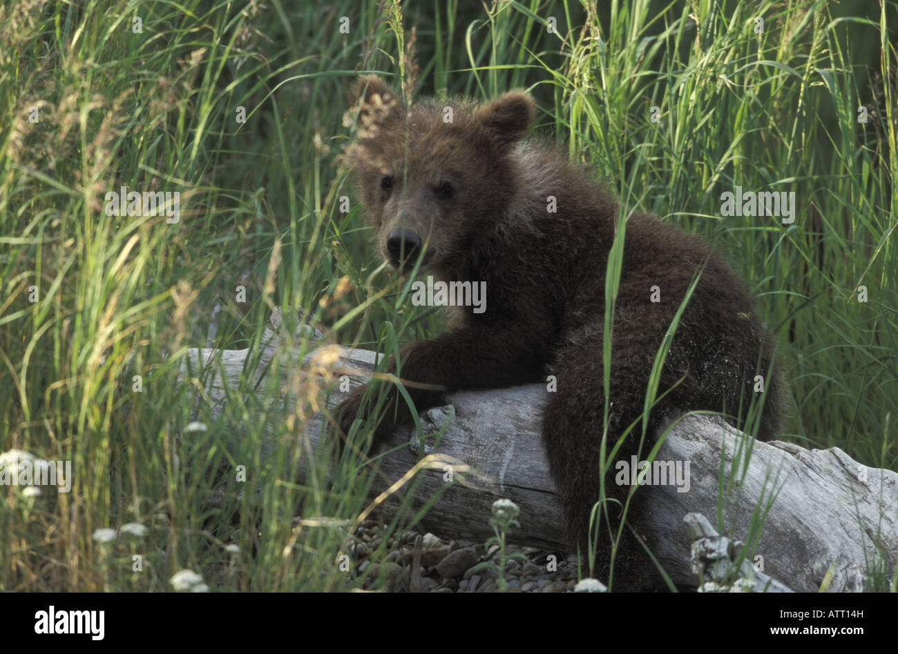 Brown Bear spring cub on log, Ursus arctos Stock Photo - Alamy