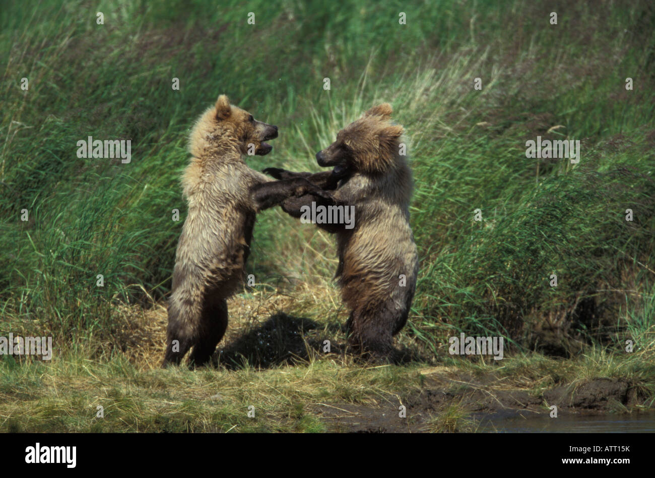 Brown Bear cubs fighting, Ursus arctos Stock Photo - Alamy
