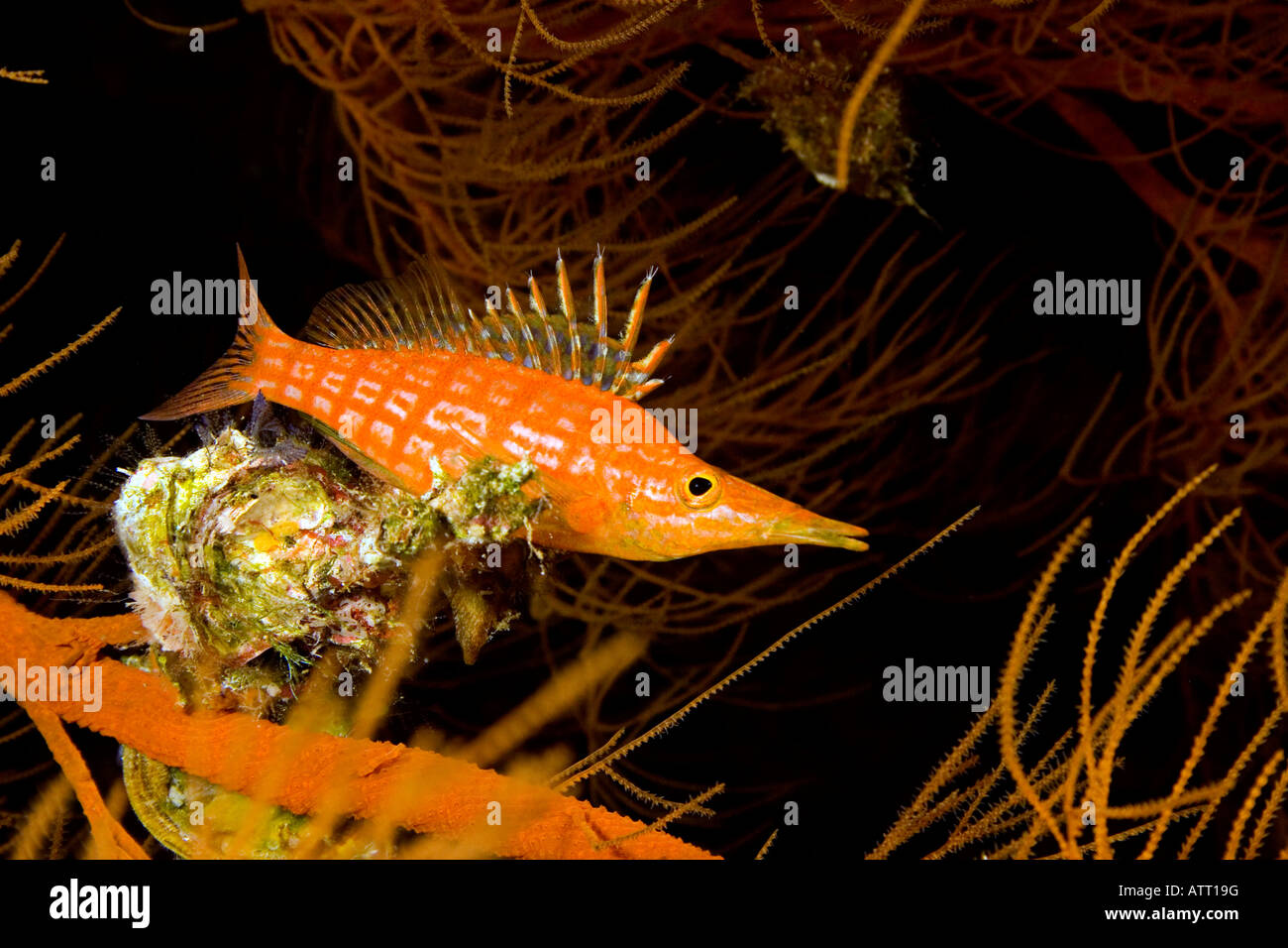 Black coral antipatharia hi-res stock photography and images - Alamy