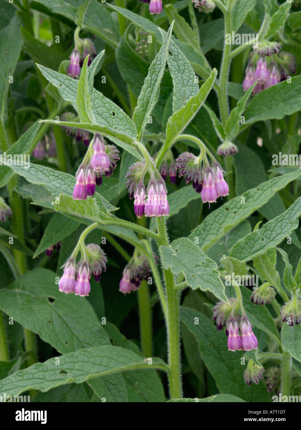 Common comfrey (Symphytum officinale Stock Photo - Alamy