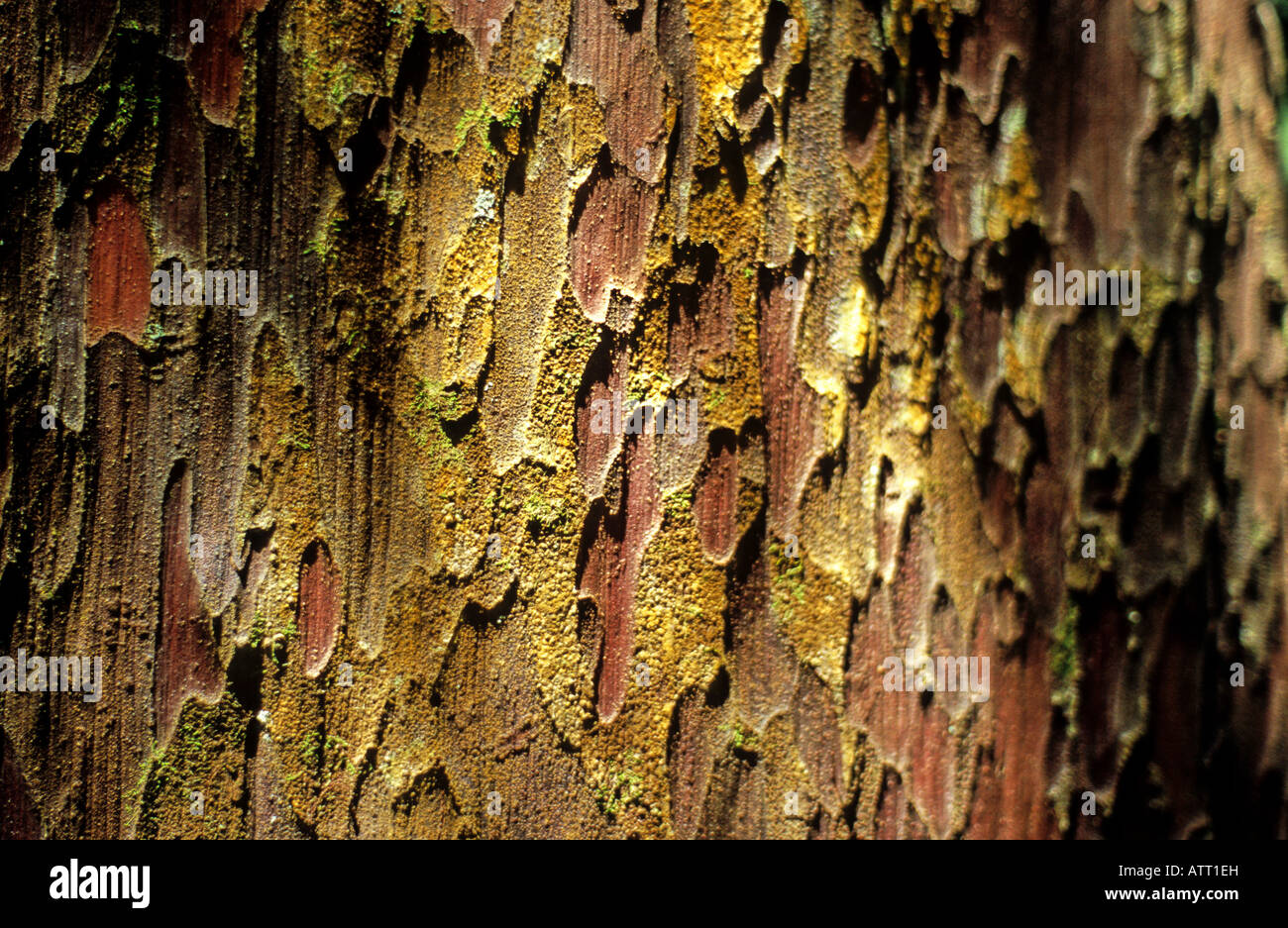 Close up of tree bark, Parque Nacional Huerquehue, Pucon, Patagonia ...