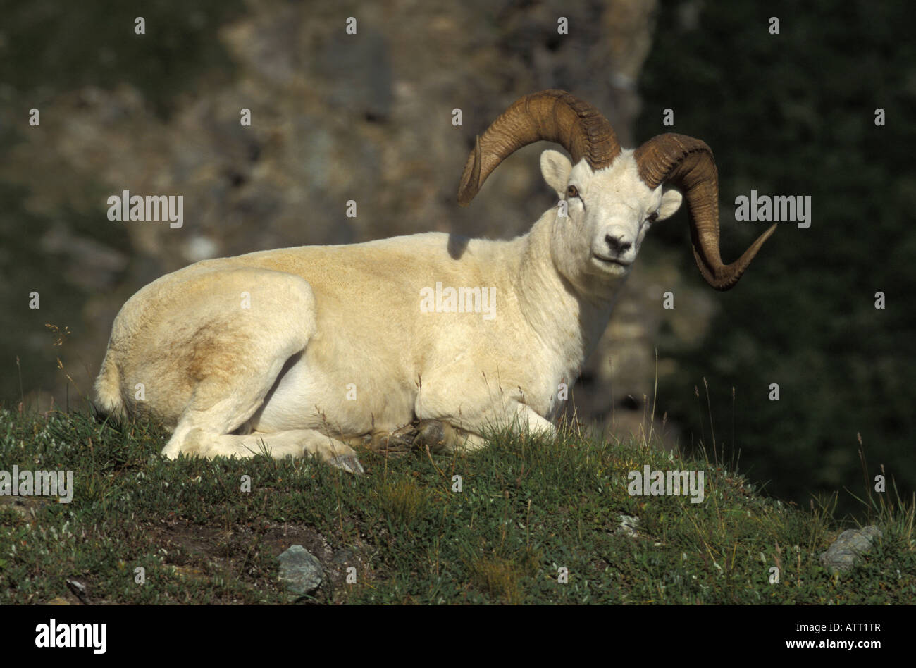 Dall's Sheep male, Ovis dalli, bedded down on tundra Stock Photo - Alamy