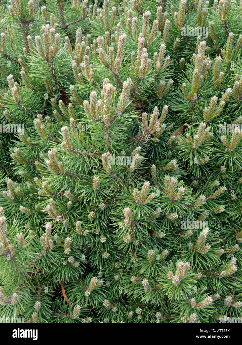 Humpy hi-res stock photography and images - Alamy