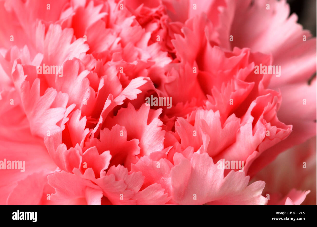 Pink carnation flower detail Stock Photo - Alamy