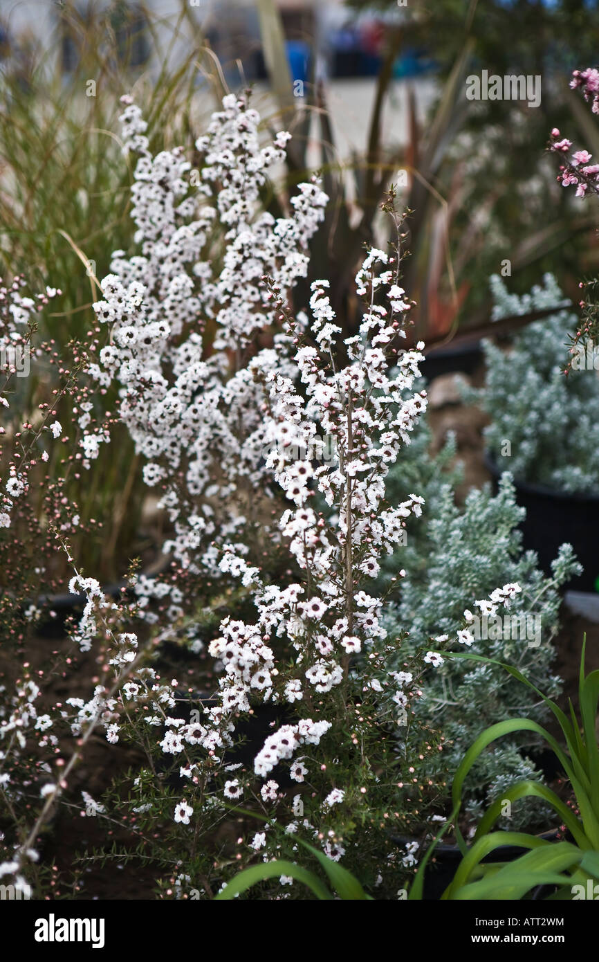 Show plant hi-res stock photography and images - Alamy