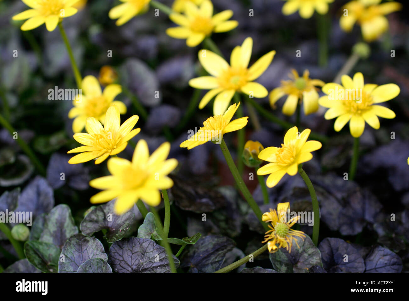 RANUNCULUS FICARIA BRAZEN HUSSY Stock Photo - Alamy