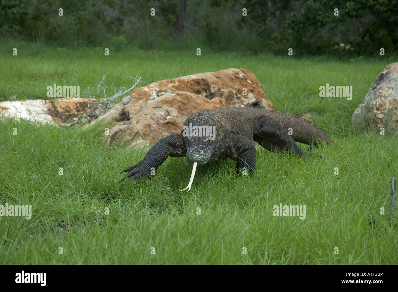 Komodo Dragon Tail Stock Photos & Komodo Dragon Tail Stock Images - Alamy