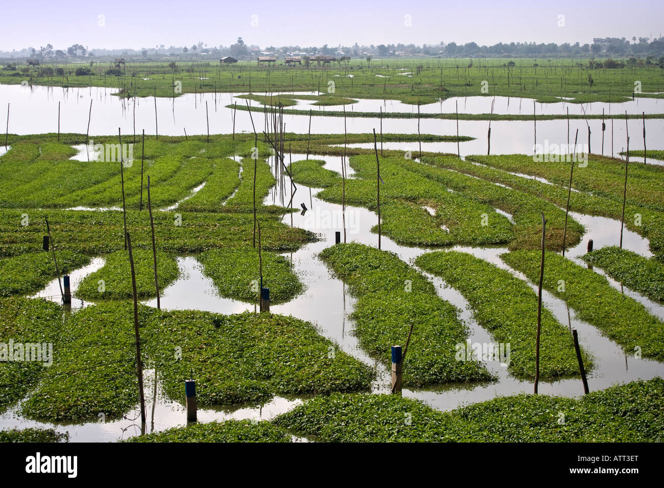Rice Fields Phnom Penh Cambodia Stock Photo - Alamy