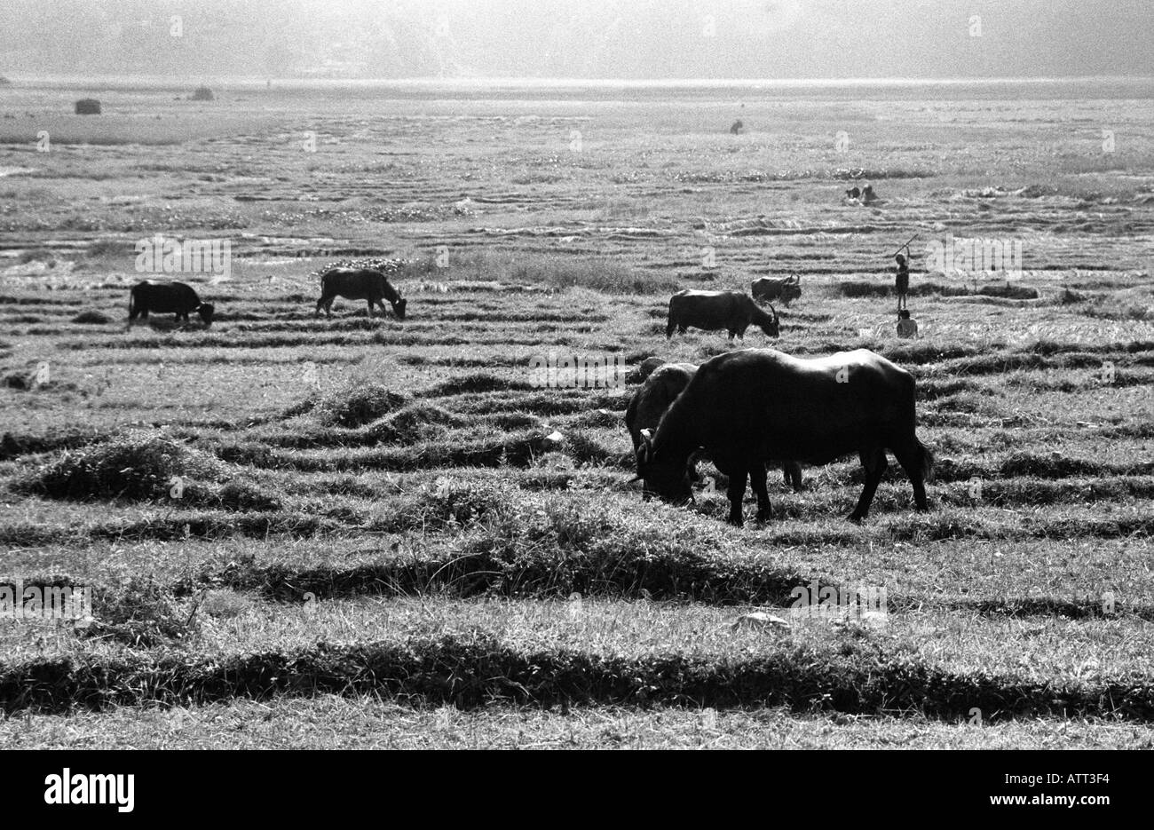 Asia paddy field Black and White Stock Photos & Images - Alamy