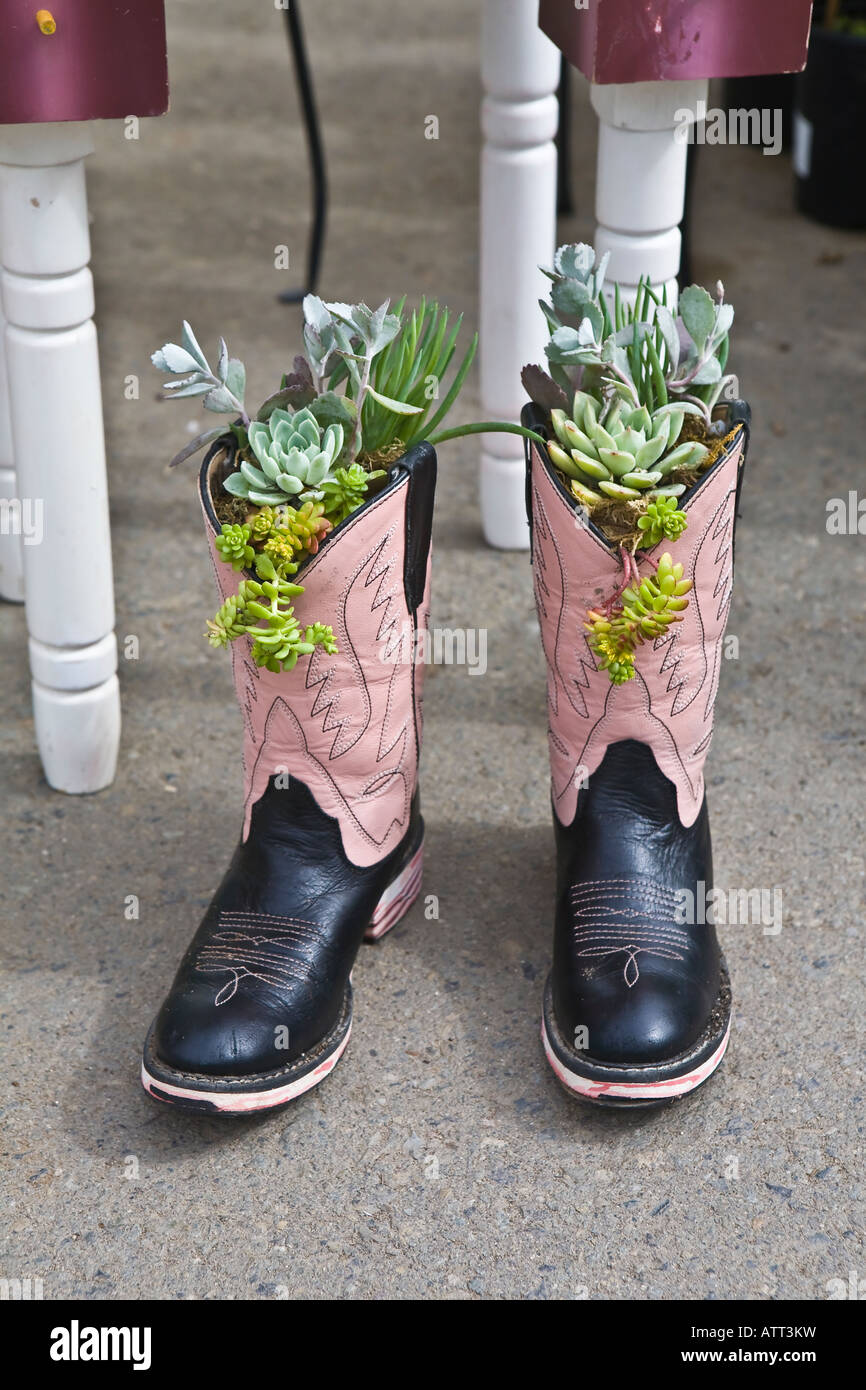 House & Garden Show succulent plant in cowboy boots Stock Photo - Alamy