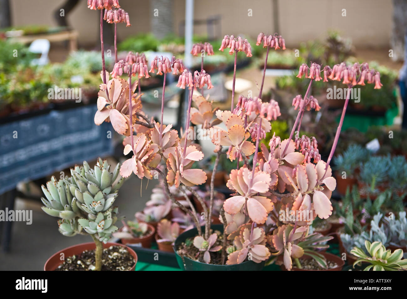 House & Garden Show plant Stock Photo - Alamy