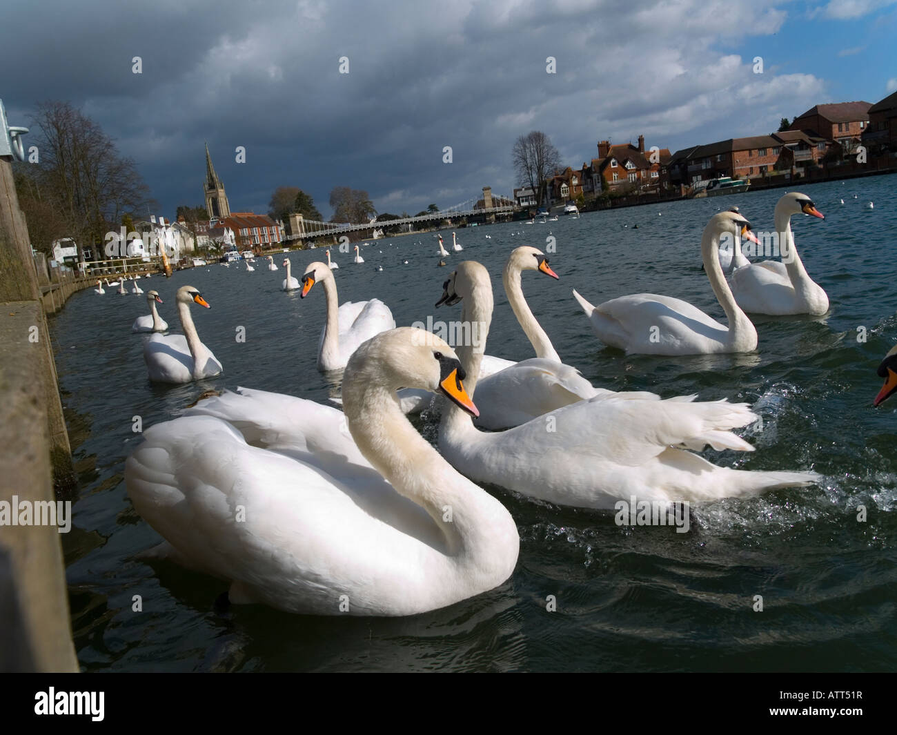 Flock of swan hi-res stock photography and images - Alamy