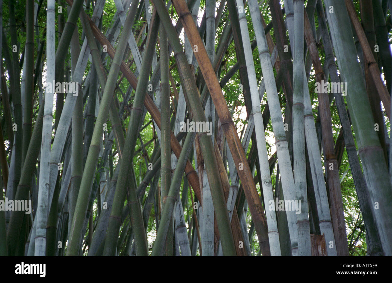 Bamboo grove Shenzhen China Stock Photo - Alamy