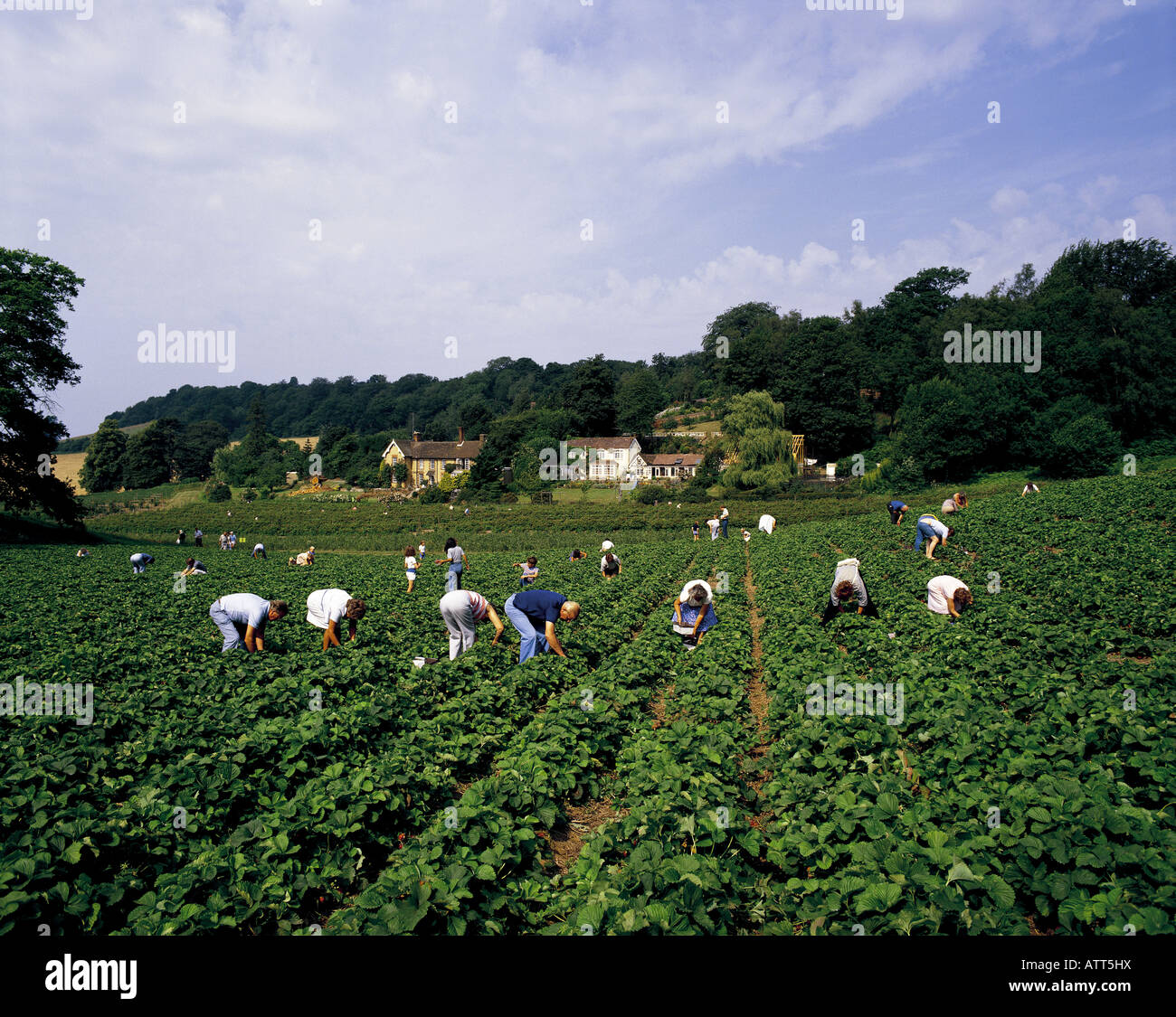 People picking strawberries at pick your own farm Surrey England UK ...