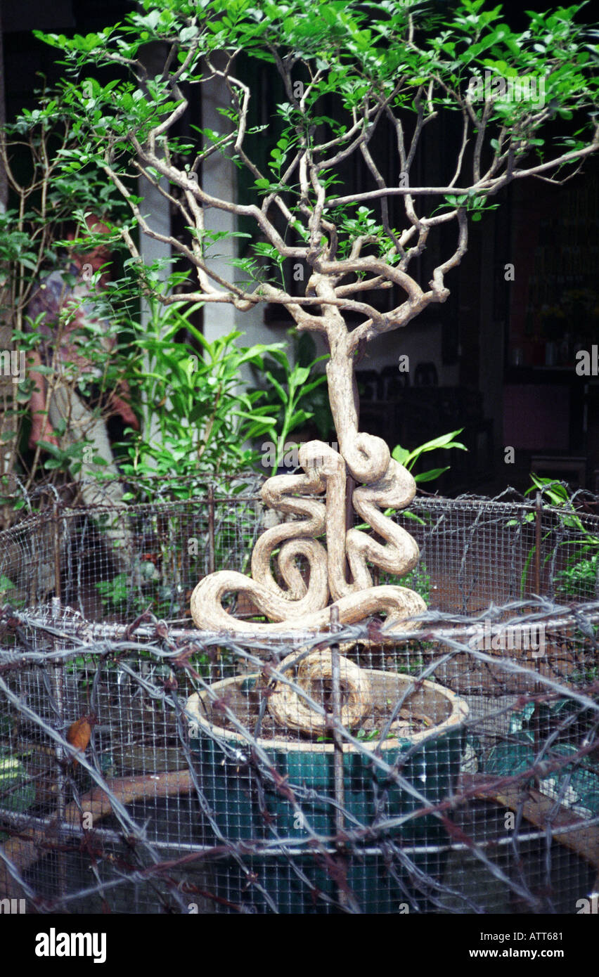Tree formed in Chinese kotobuki longevity symbol Macau Stock Photo - Alamy