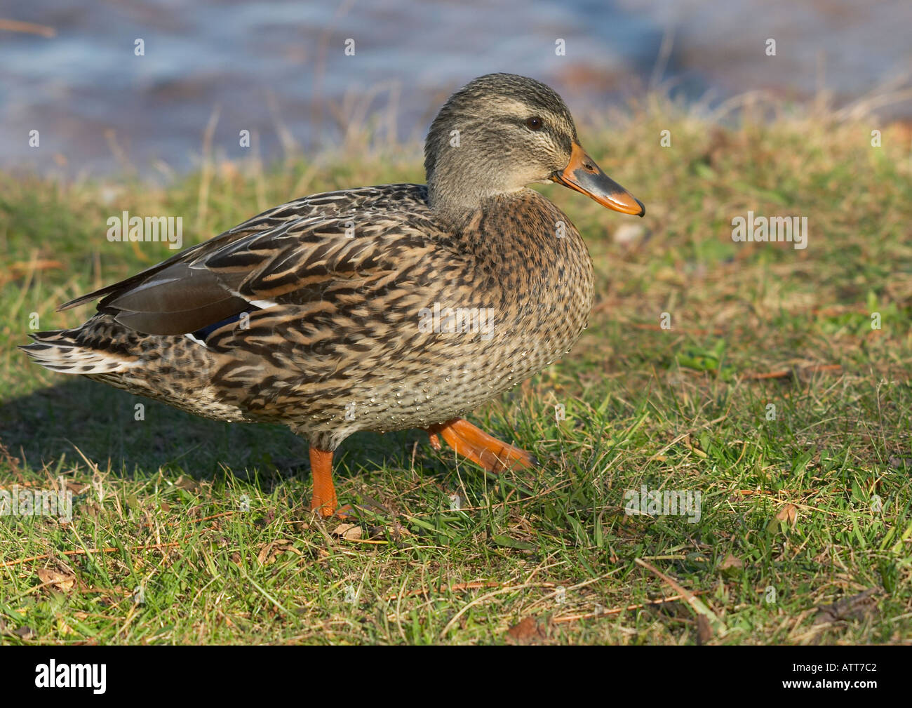 A female mallard duck Stock Photo - Alamy
