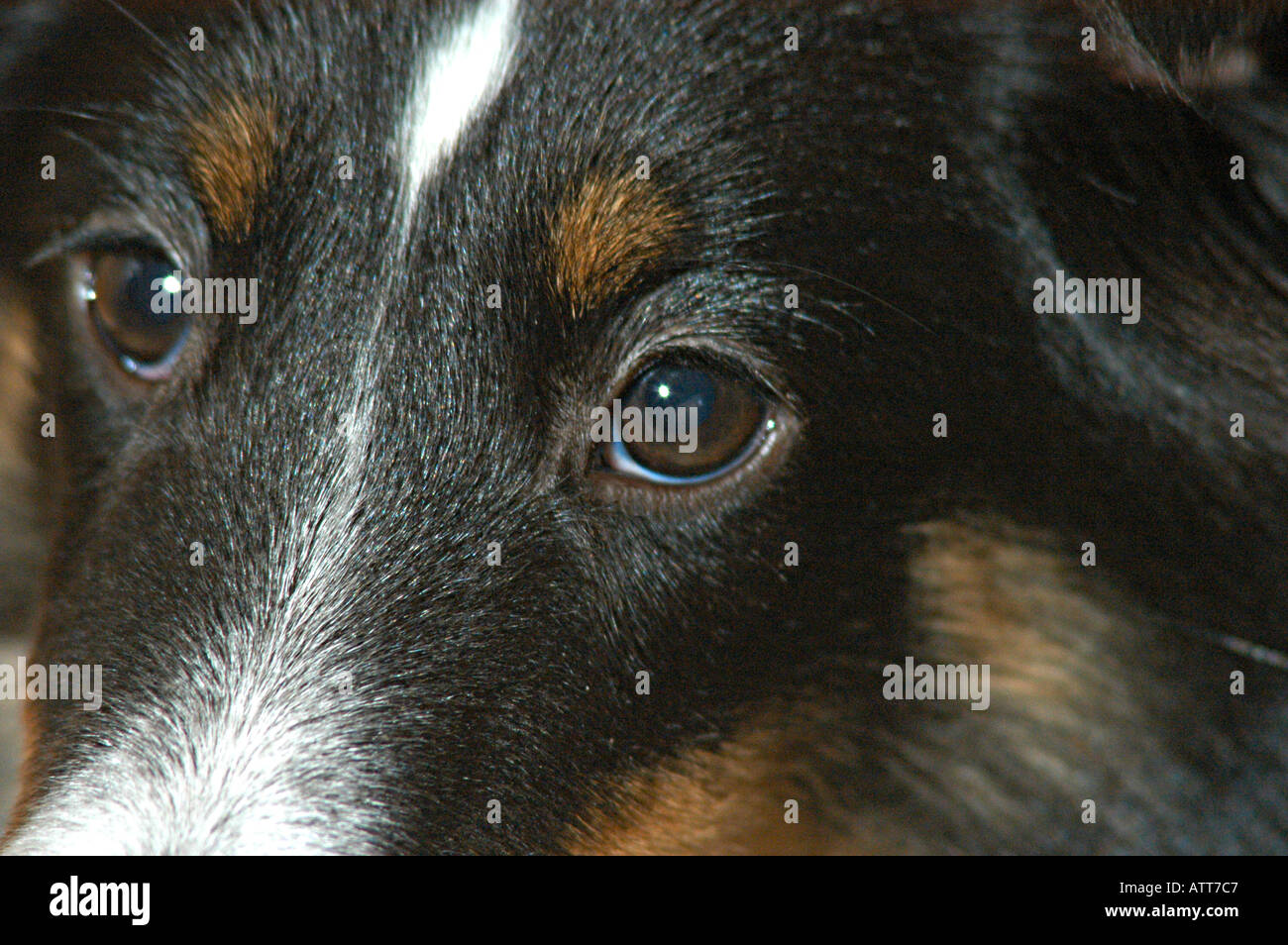 Eye of the Sheltie Stock Photo - Alamy