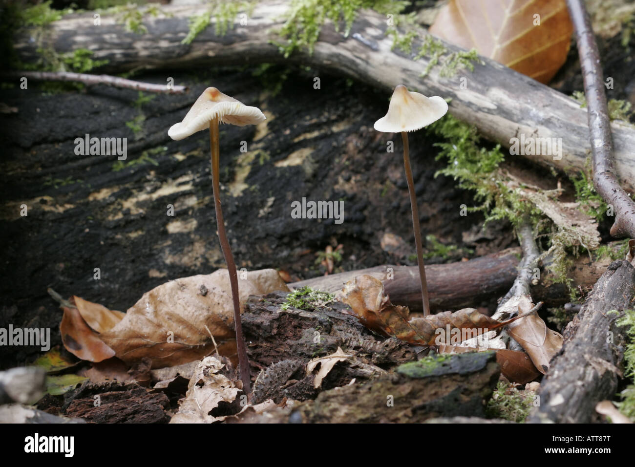 Bleeding bonnet, mycena sanguinolenta Stock Photo - Alamy