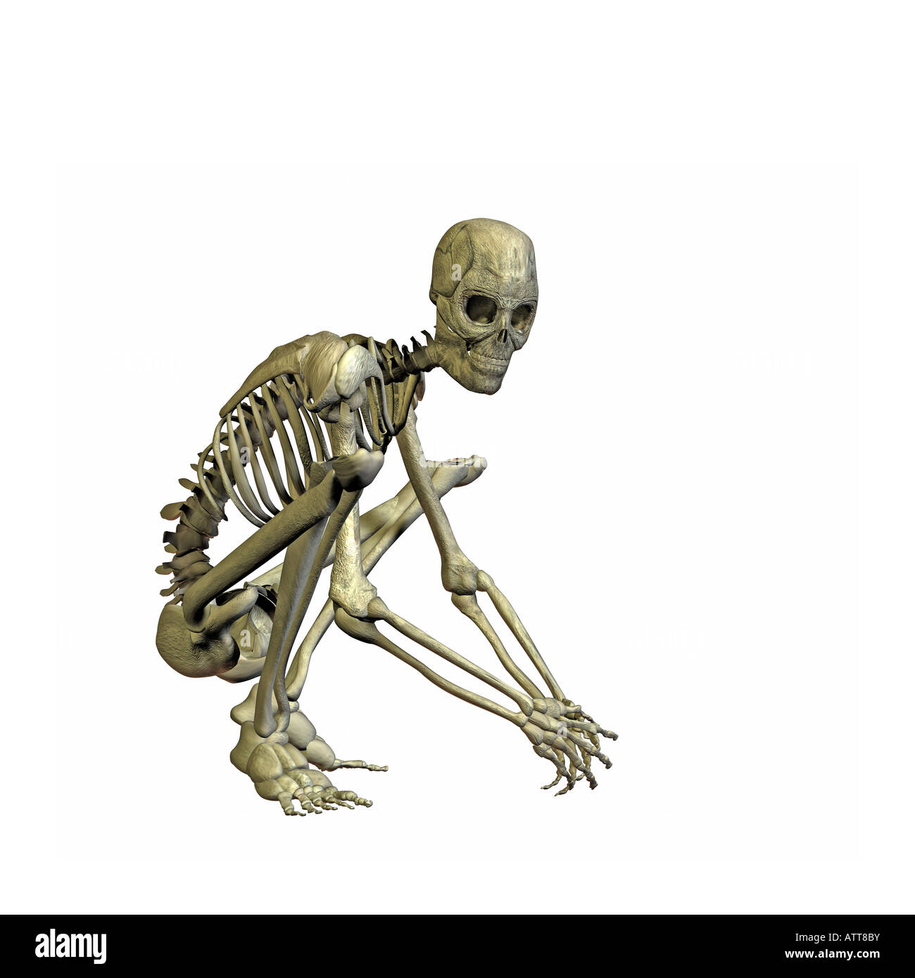 A illustration of a skeleton on a white background Stock Photo - Alamy