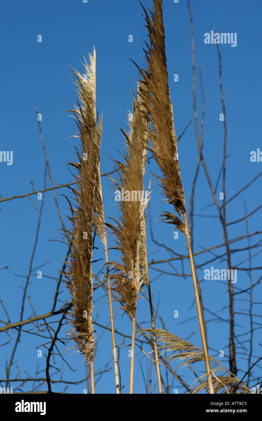 Tall Fuzzy Plant Stock Photo - Alamy