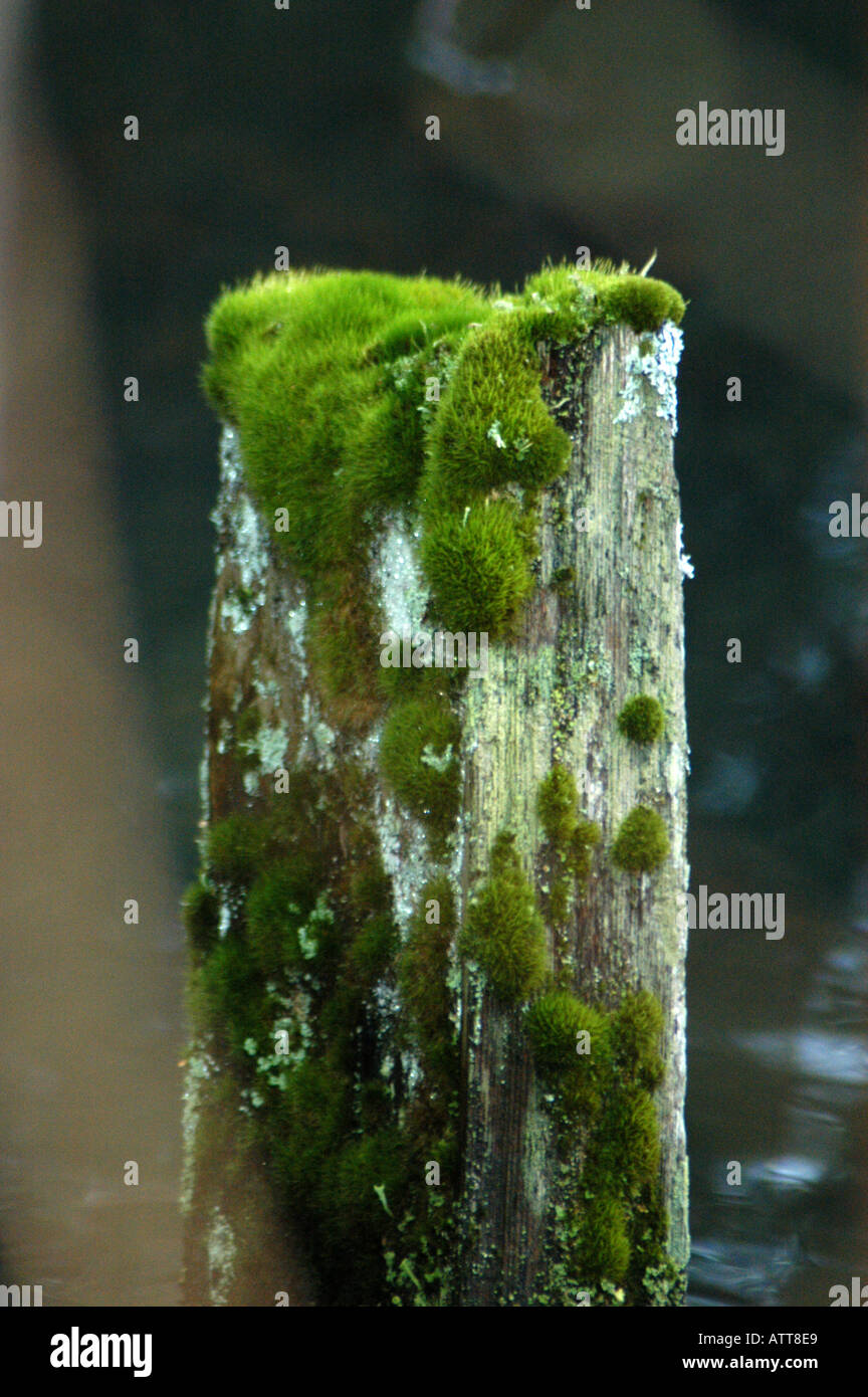 Moss on post Stock Photo - Alamy