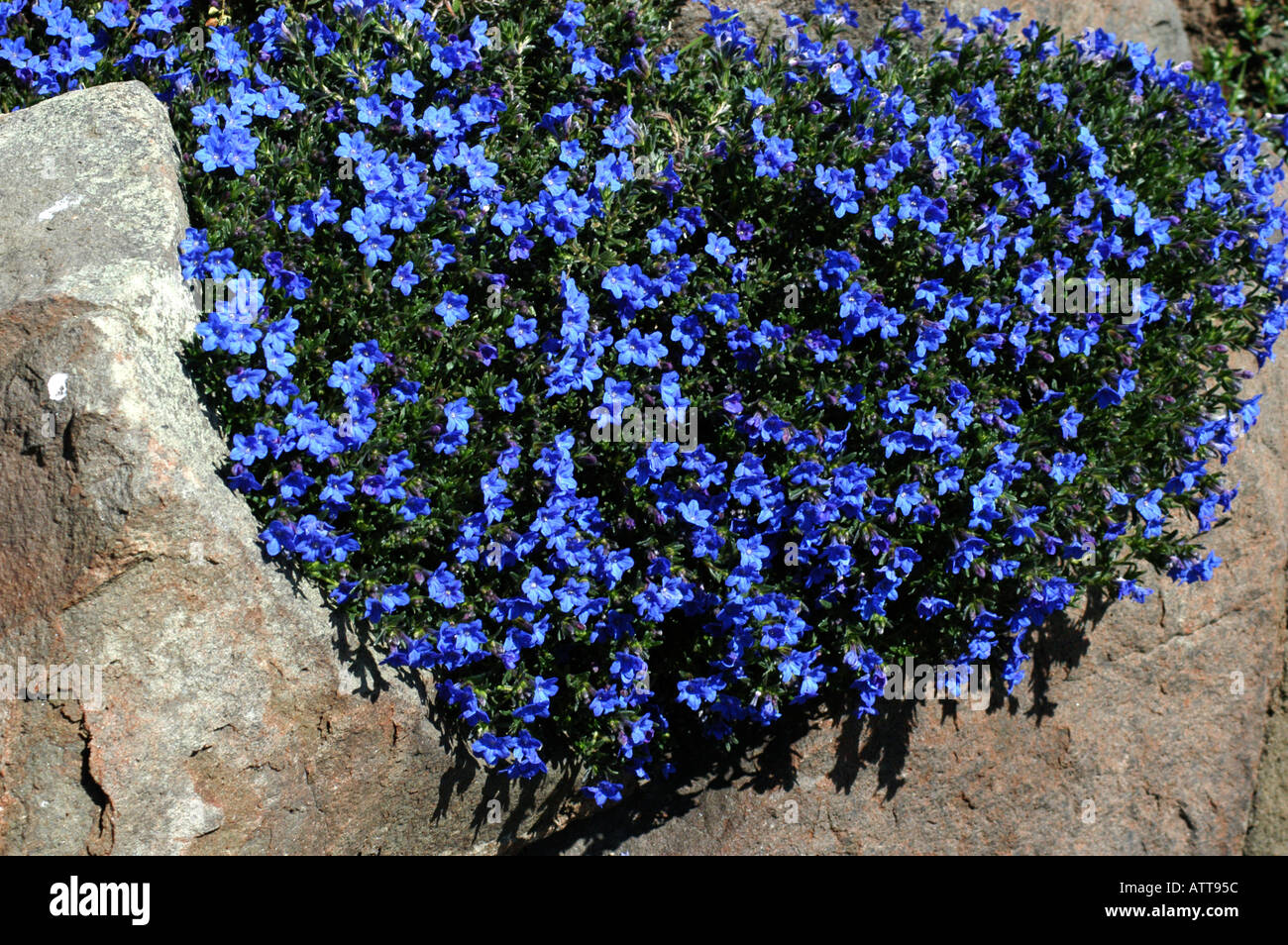 Purple rockcress hi-res stock photography and images - Alamy