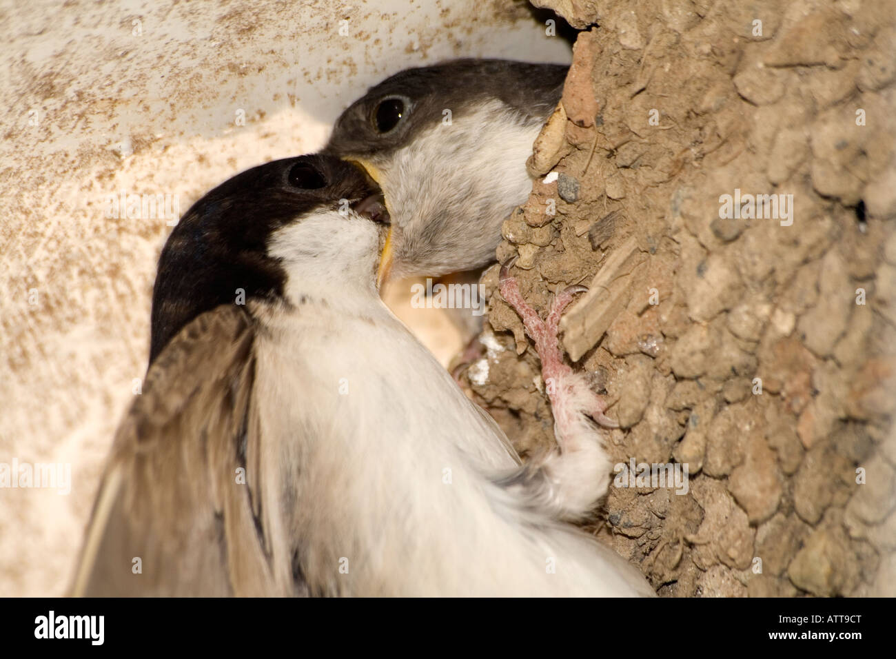 House Martin Chick Being Fed by its Parent at the Nest (04), U K Stock ...