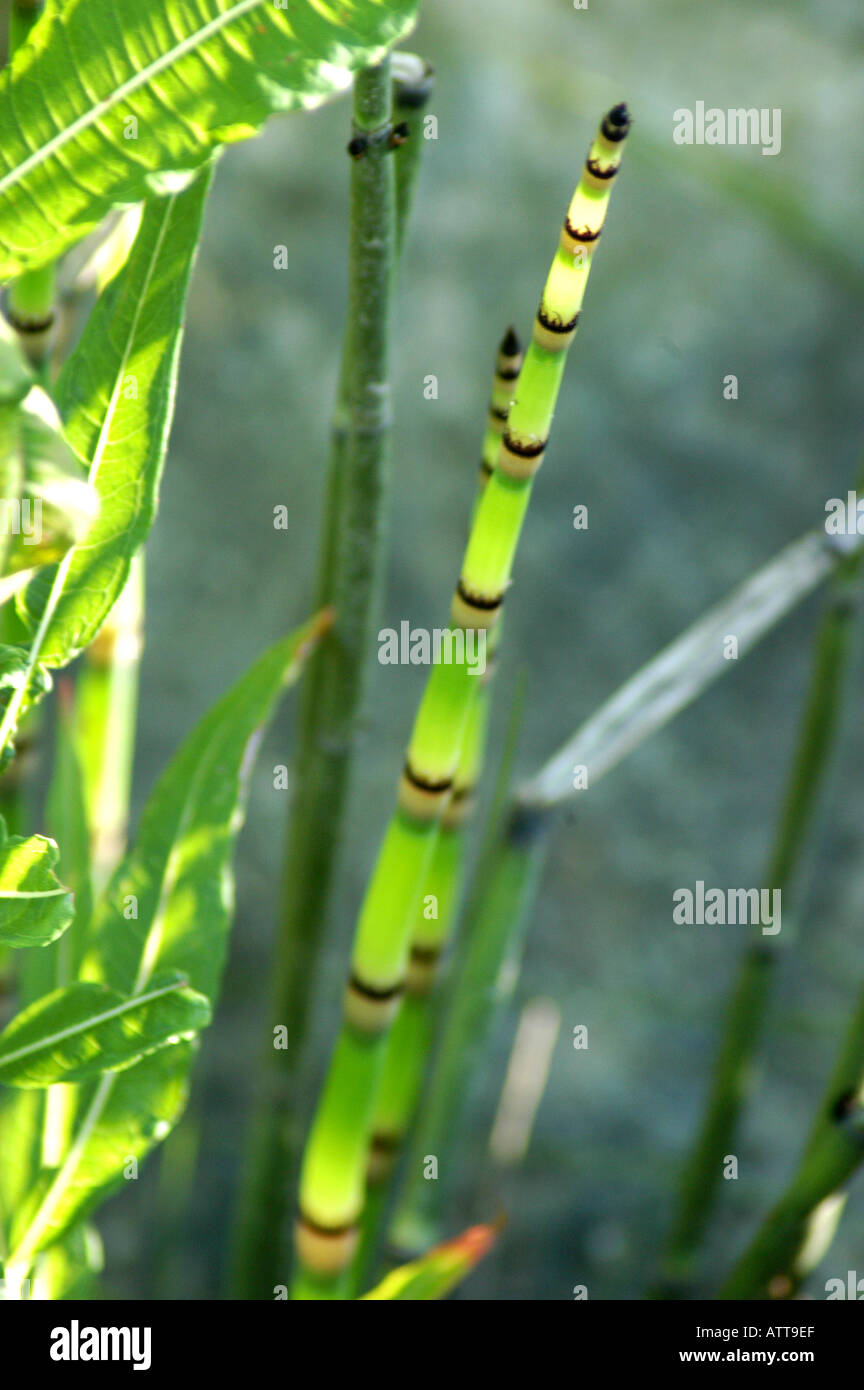 Joint Grass Stock Photos & Joint Grass Stock Images - Alamy