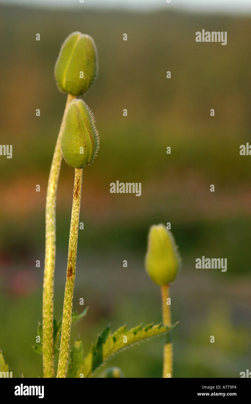 Skinny stem flower hi-res stock photography and images - Alamy