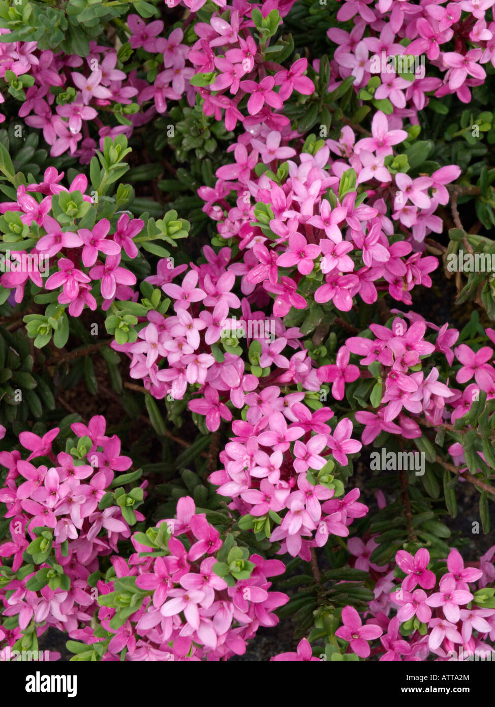 Garland flower (Daphne cneorum Stock Photo - Alamy