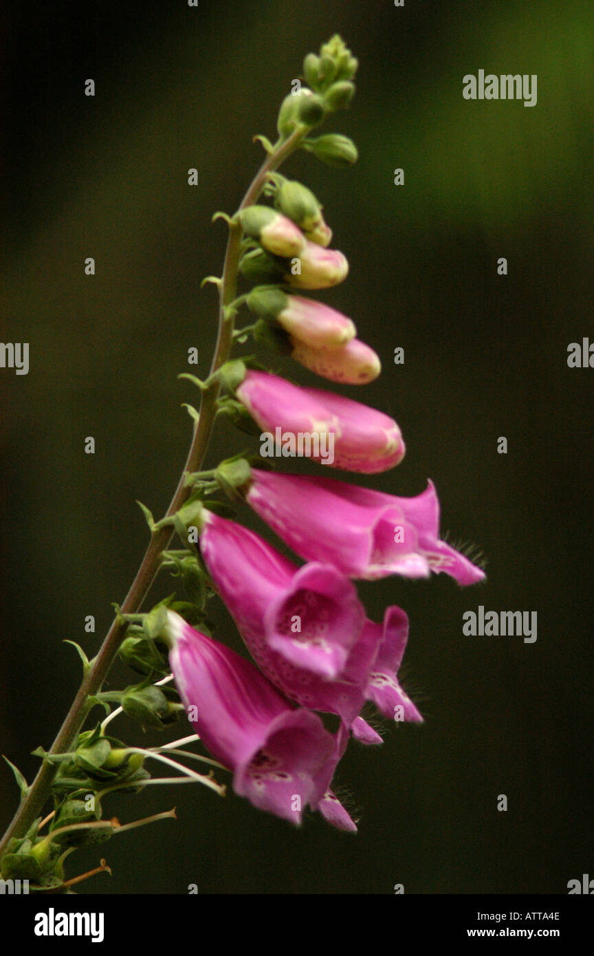 Foxglove Flower Plant Stock Photo - Alamy