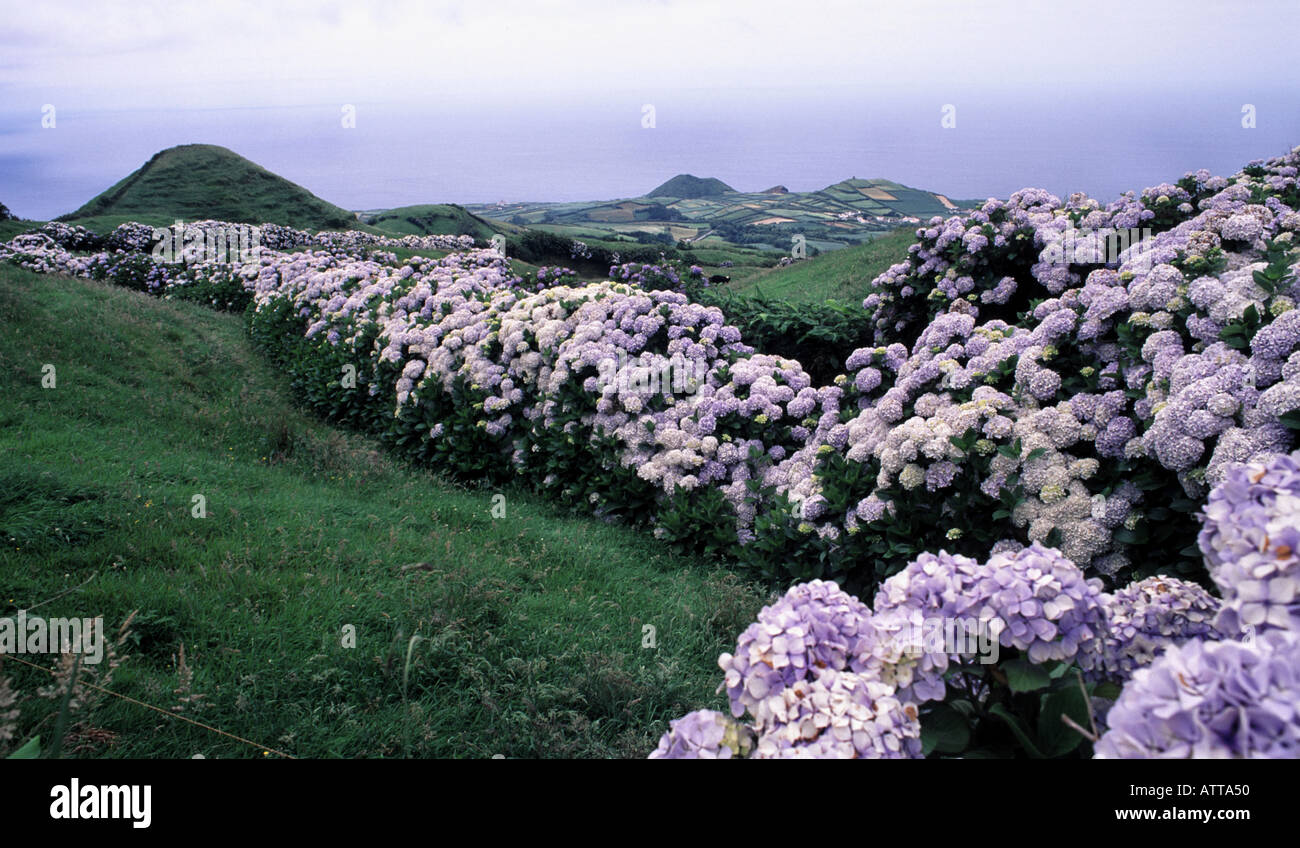 On the island of Sao Miguel in the Azores the hydrangeas grow wild as ...