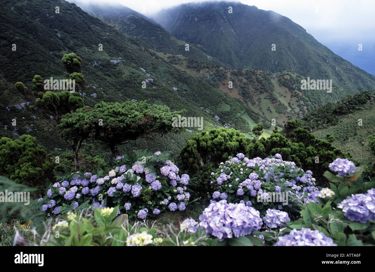 Hydrangeas growing wild on the island of Terceira in the Azores Stock ...