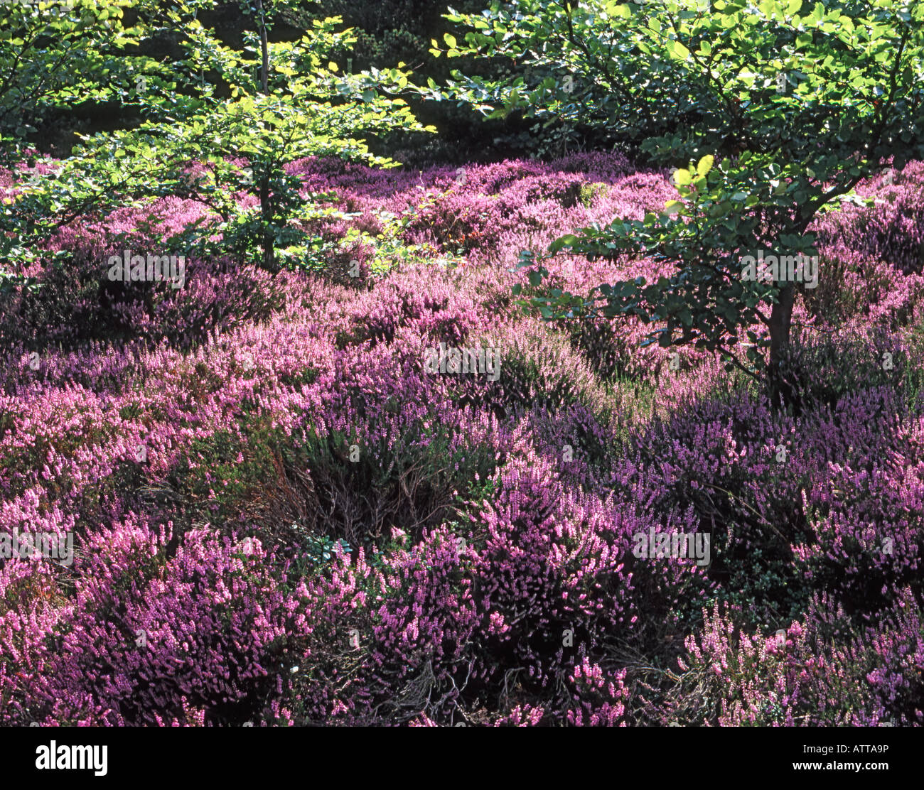 Sunlight on upland moors hi-res stock photography and images - Alamy